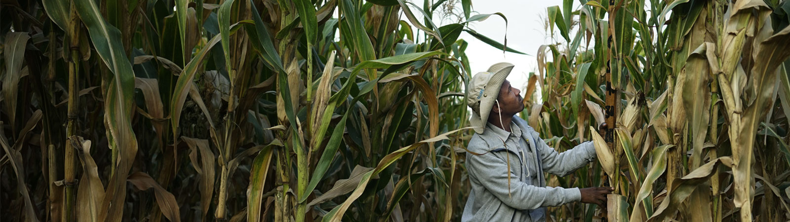 Cimmyt International Maize And Wheat Improvement Center Cimmyt