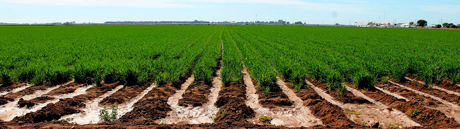 CIMMYT. International Maize and Wheat Improvement Center | CIMMYT ... CIMMYT. International Maize and Wheat Improvement Center | CIMMYT ...