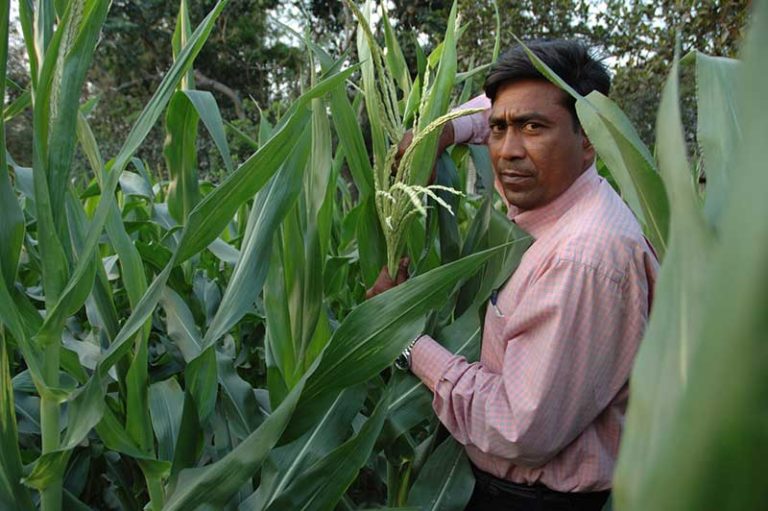 Affordable, Accessible Asian (AAA) Drought Tolerant Maize Project – CIMMYT