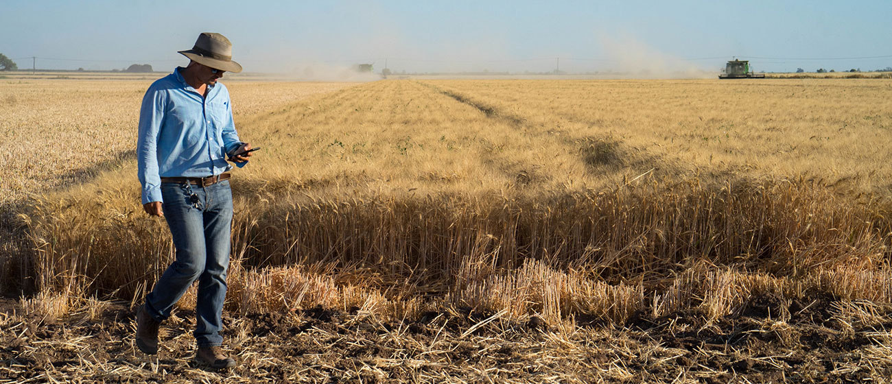 Wheat Research Cimmyt