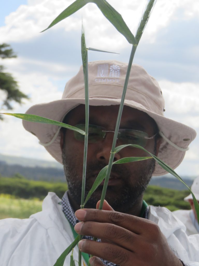 CIMMYT trains early career scientists on wheat rust diagnosis and management – CIMMYT