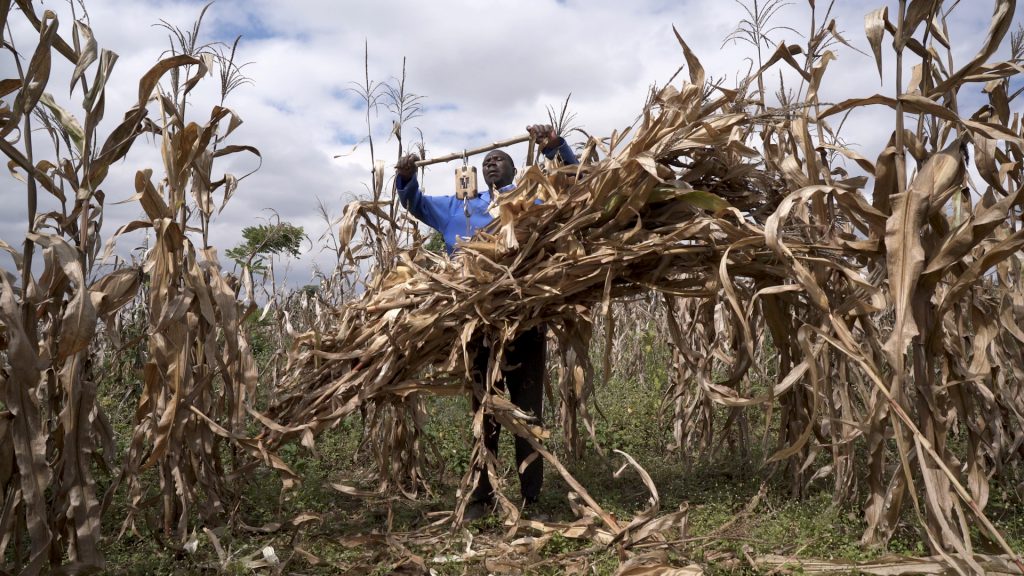 Sustainable Intensification of Maize-Legume Systems for Food Security ...