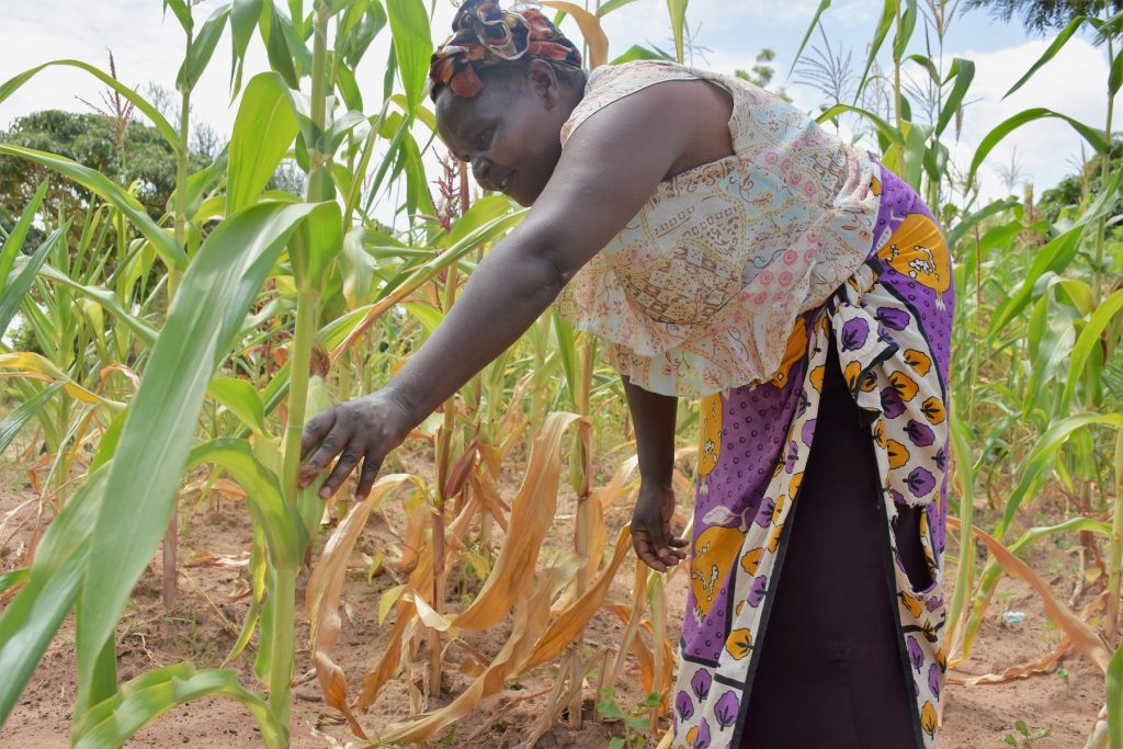CIMMYT drought tolerant maize: A key innovation for millions of farmers ...