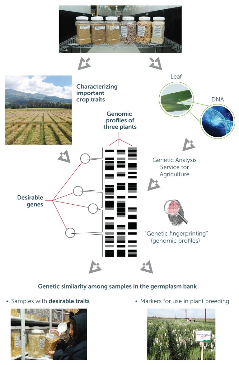 Genetic resources – CIMMYT