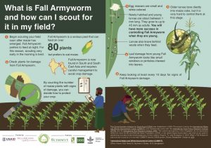 The fall armyworm, explained – CIMMYT