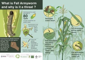 The fall armyworm, explained – CIMMYT