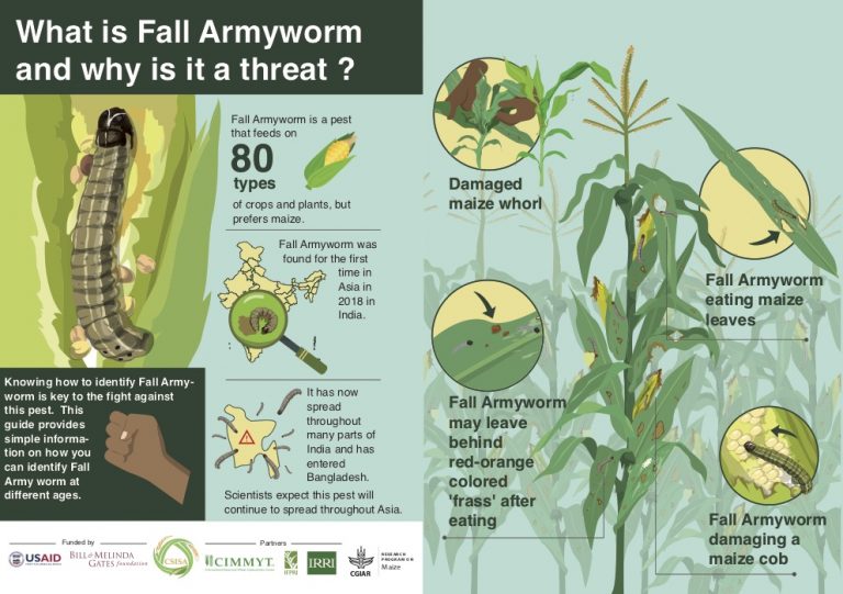The fall armyworm, explained – CIMMYT