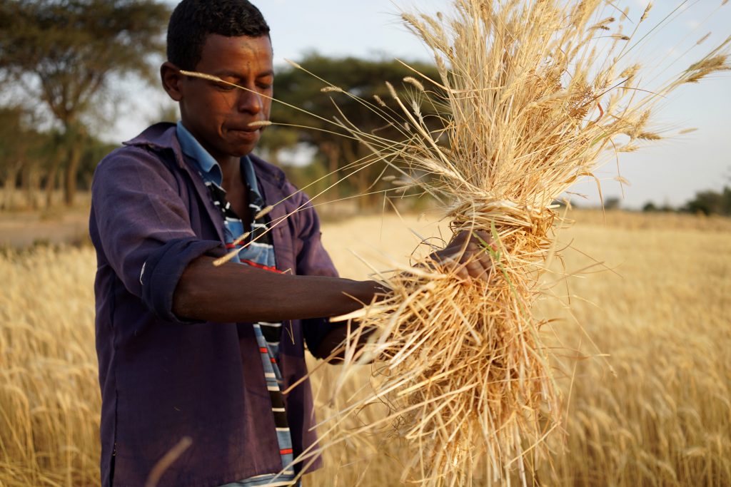 Modern wheat breeding benefits high- and low-input farmers, study shows ...