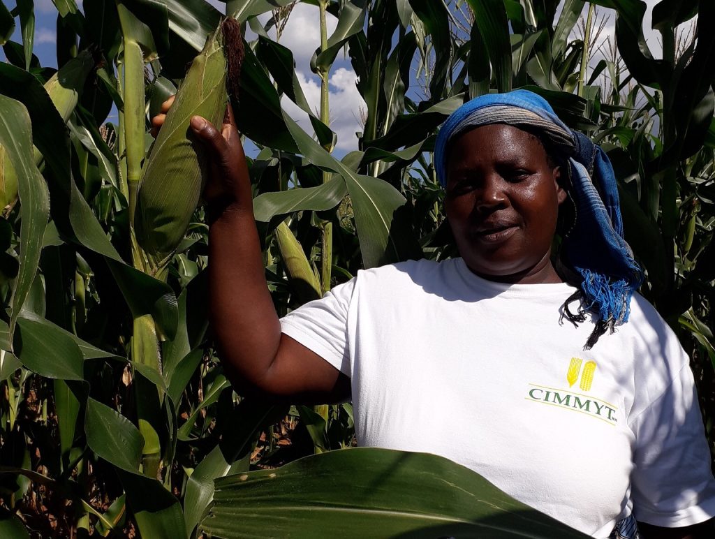 Equal and climate-smart – CIMMYT
