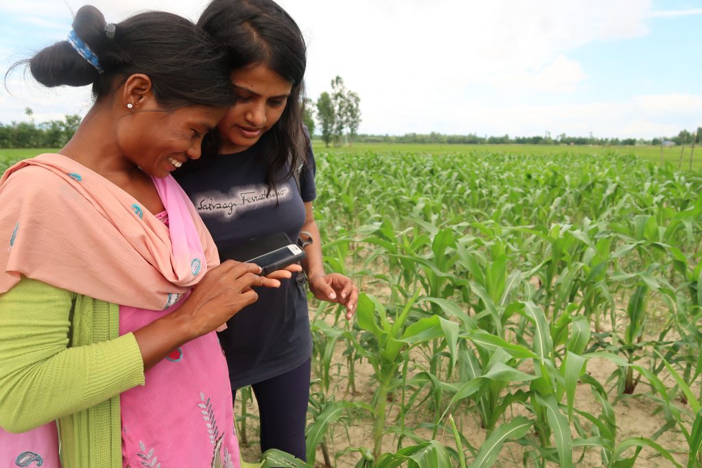 Seed systems in Nepal are going digital – CIMMYT