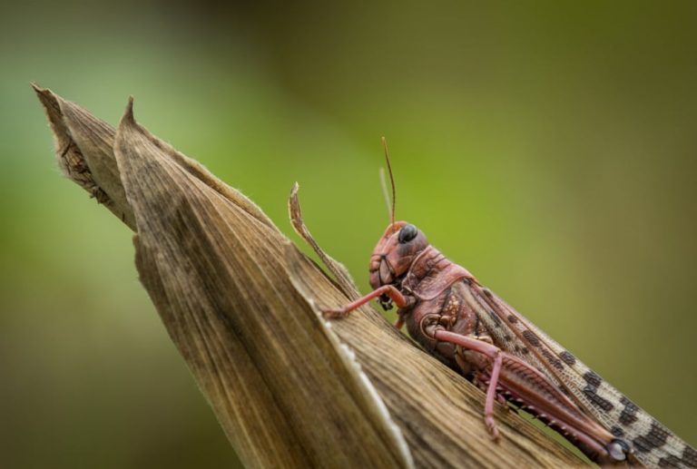 Spraying locusts before they can fly key for effective control – CIMMYT