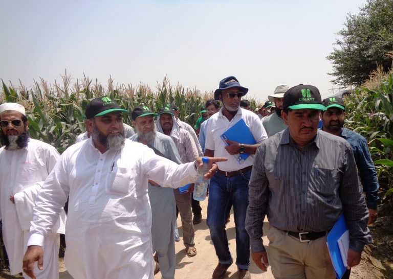 Ten new CIMMYT-developed maize varieties released in Pakistan – CIMMYT