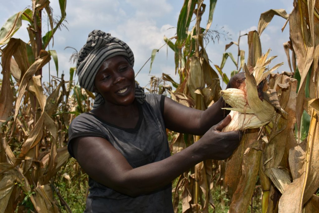 Drought Tolerant Maize for Africa (DTMA) – CIMMYT Drought Tolerant Maize for Africa (DTMA) – CIMMYT