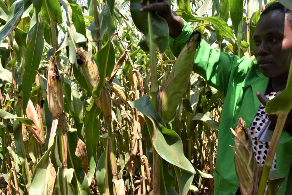 Work to develop high yielding Striga tolerant maize seed is bearing ...