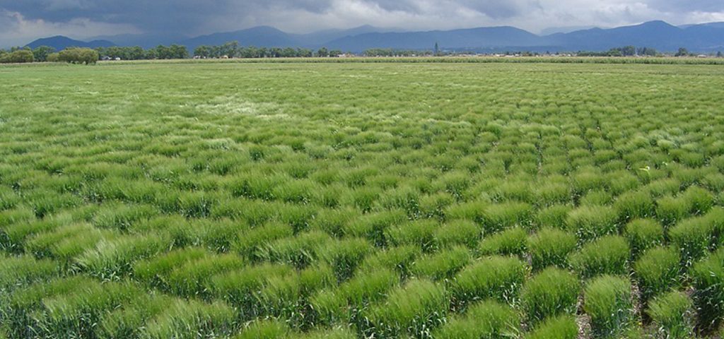 Delivering Genetic Gain in Wheat (DGGW) – CIMMYT