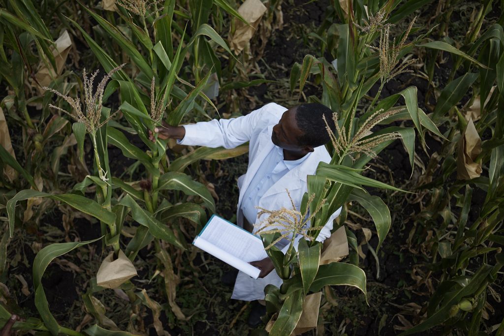 Drought Tolerant Maize for Africa (DTMA) – CIMMYT