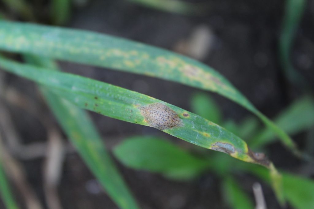 Building resistance in wheat: International collaboration fights ...