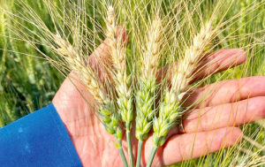 Delivering Genetic Gain in Wheat (DGGW) – CIMMYT
