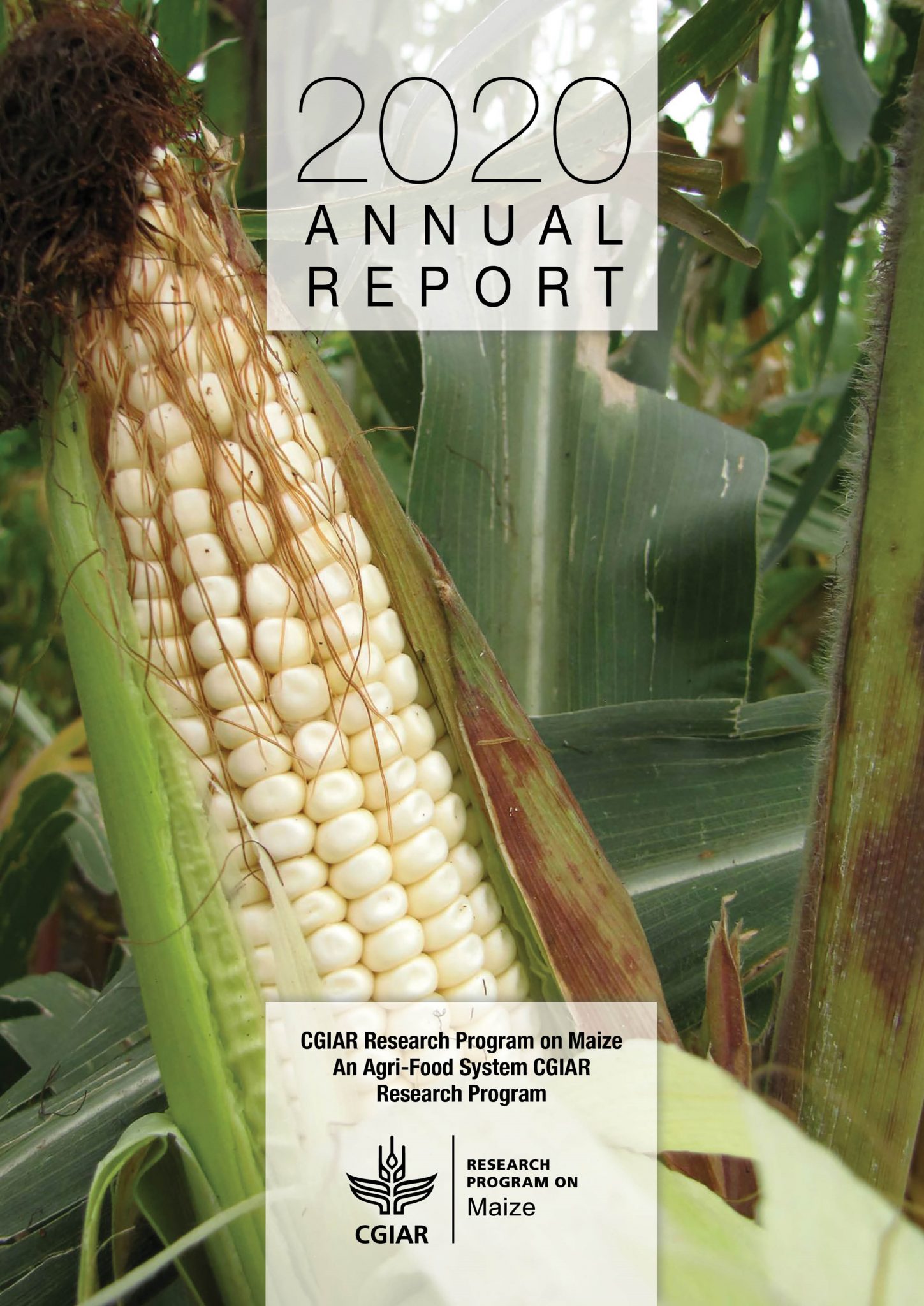 CRP Maize Annual Report 2020 – CIMMYT