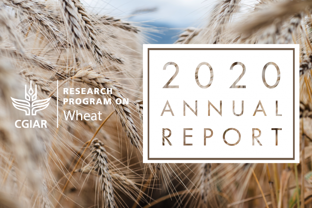CRP Wheat Annual Report 2020 – CIMMYT