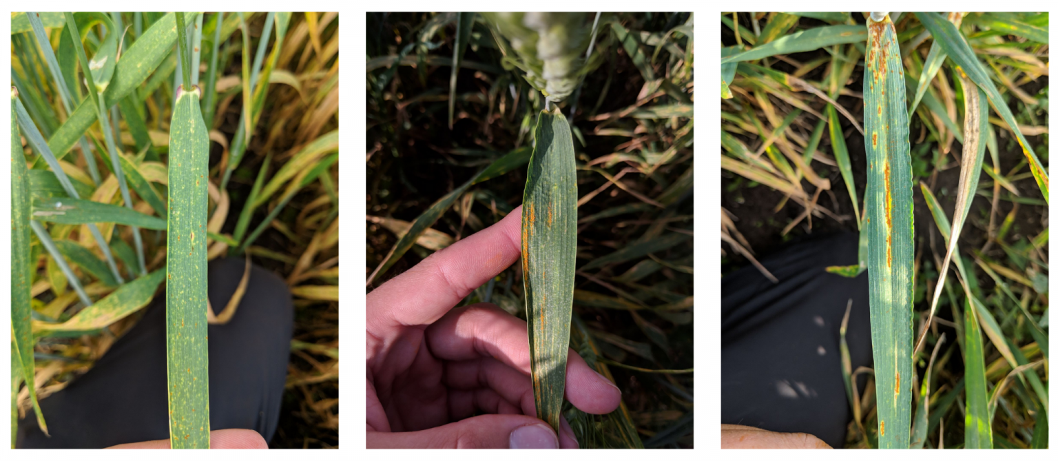 Can you help shape the future of plant disease detection? – CIMMYT