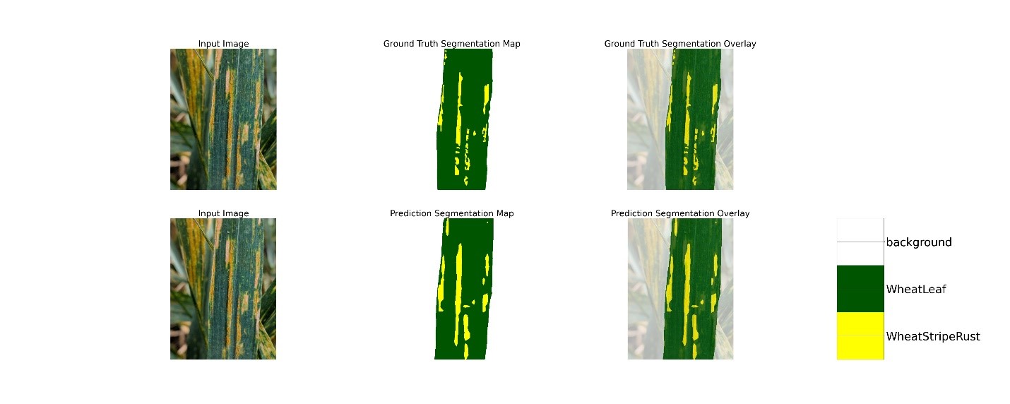 Can you help shape the future of plant disease detection? – CIMMYT