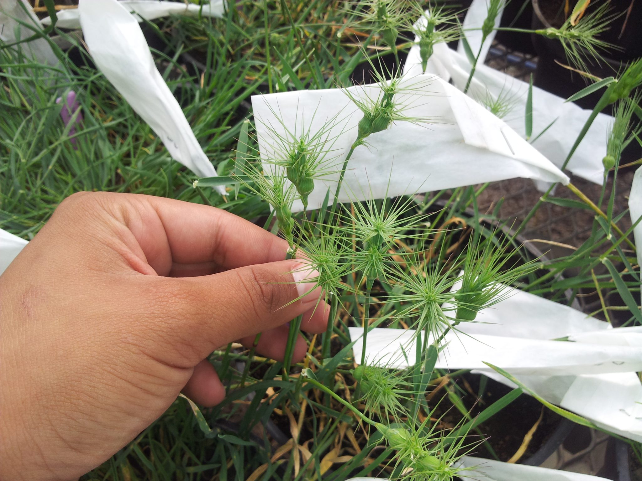 CIMMYT releases 32 new elite maize lines – CIMMYT CIMMYT releases 32 new elite maize lines – CIMMYT