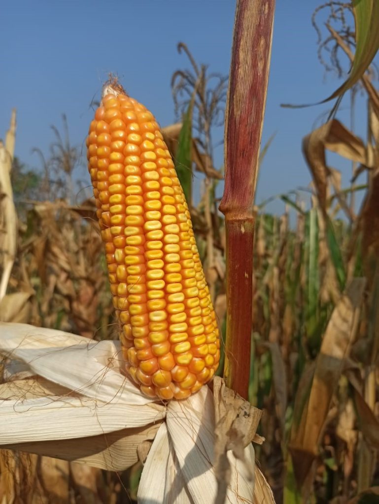 AAA drought-tolerant maize now available in Myanmar – CIMMYT