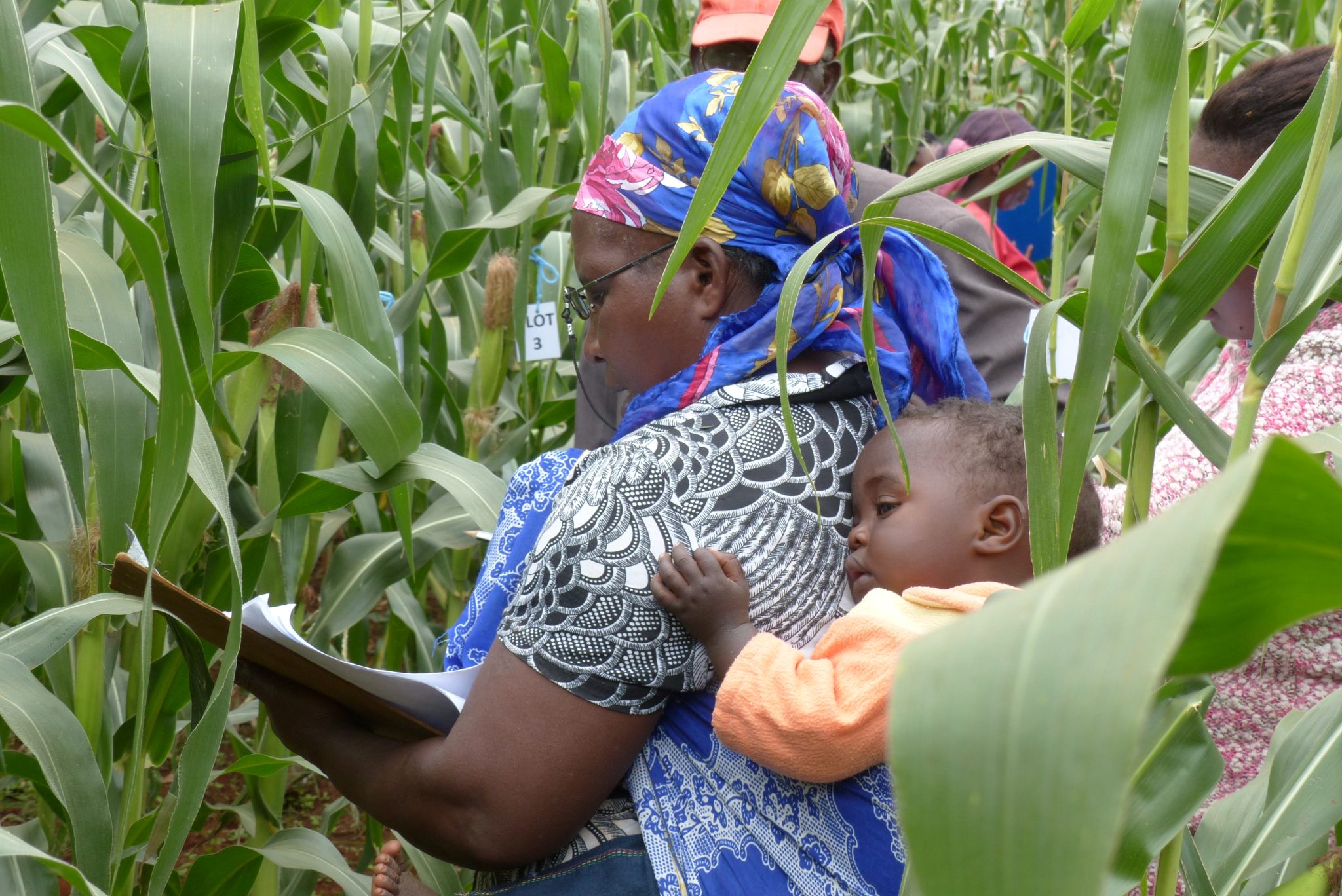Enhancing farmer’s crop productivity with resilient maize varieties ...