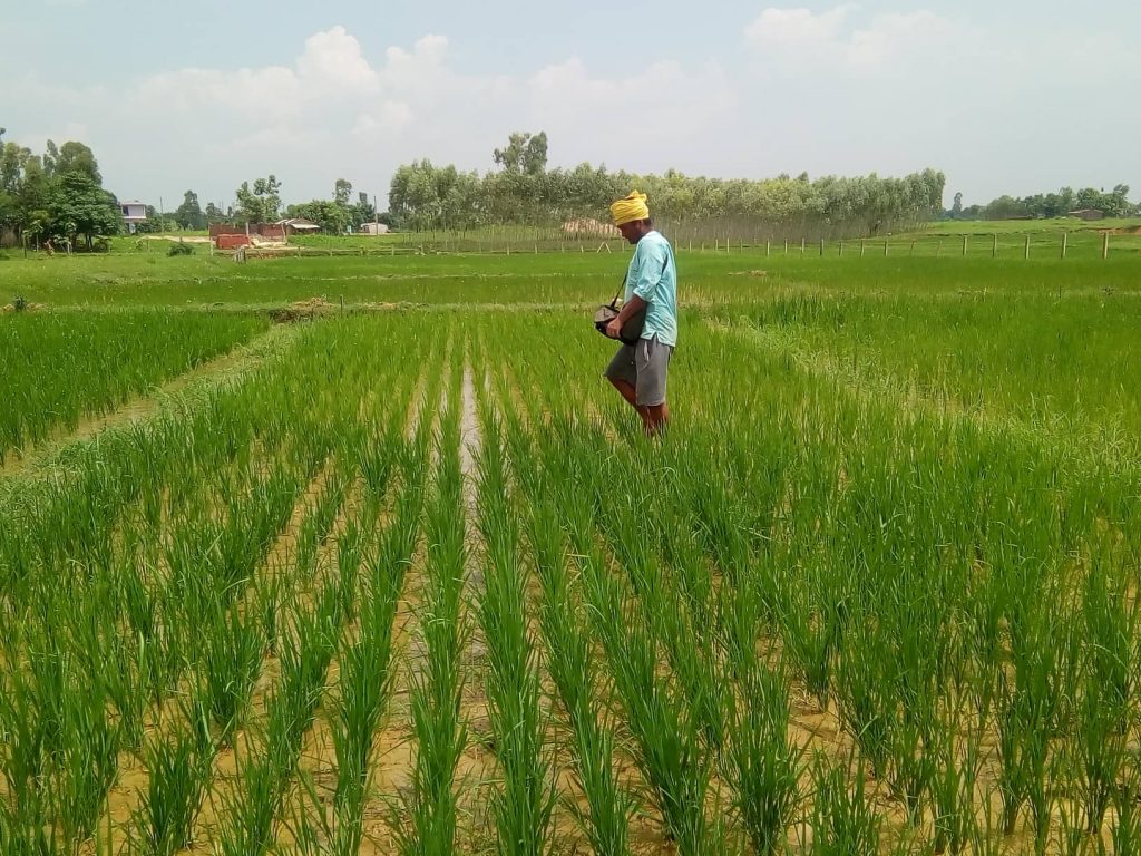 Nepal Government endorses new site-specific fertilizer recommendations ...