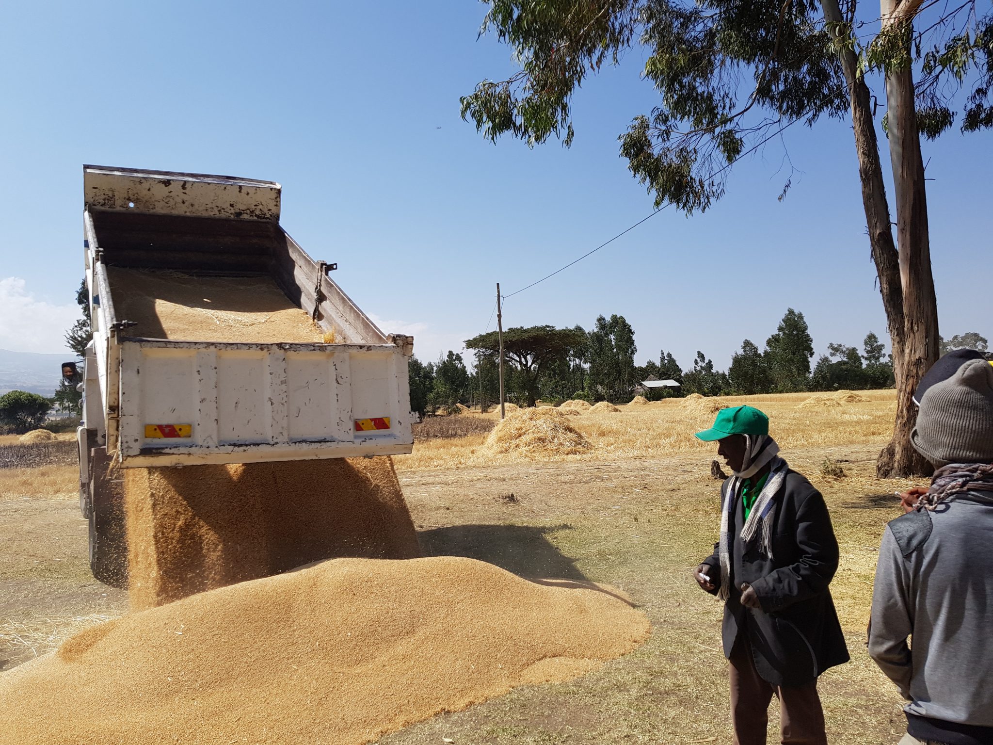 Seed distribution – CIMMYT