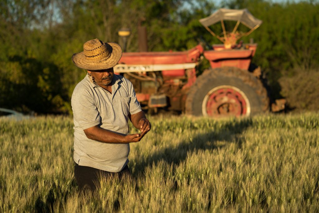 Seed distribution – CIMMYT