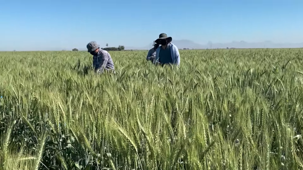 Hybrid wheat – CIMMYT