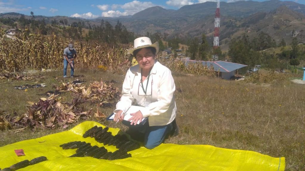 Maize breeding – CIMMYT Maize breeding – CIMMYT