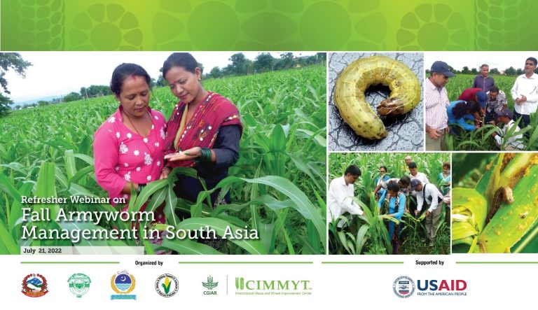 Refresher webinar on fall armyworm management in South Asia – CIMMYT