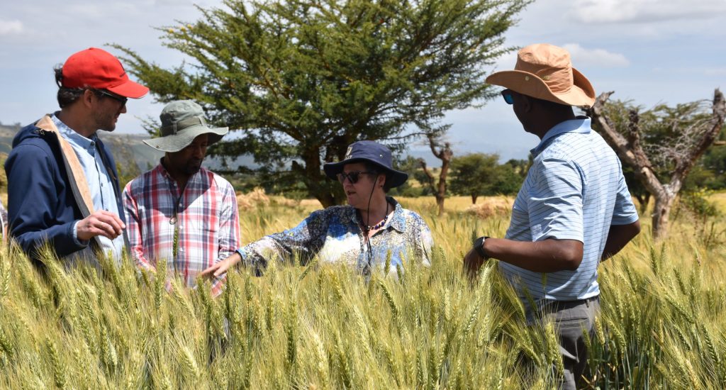 Using ENM principles to preserve soil health – CIMMYT