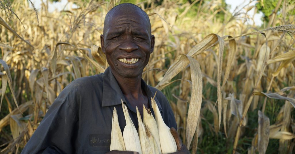 Maize breeding – CIMMYT