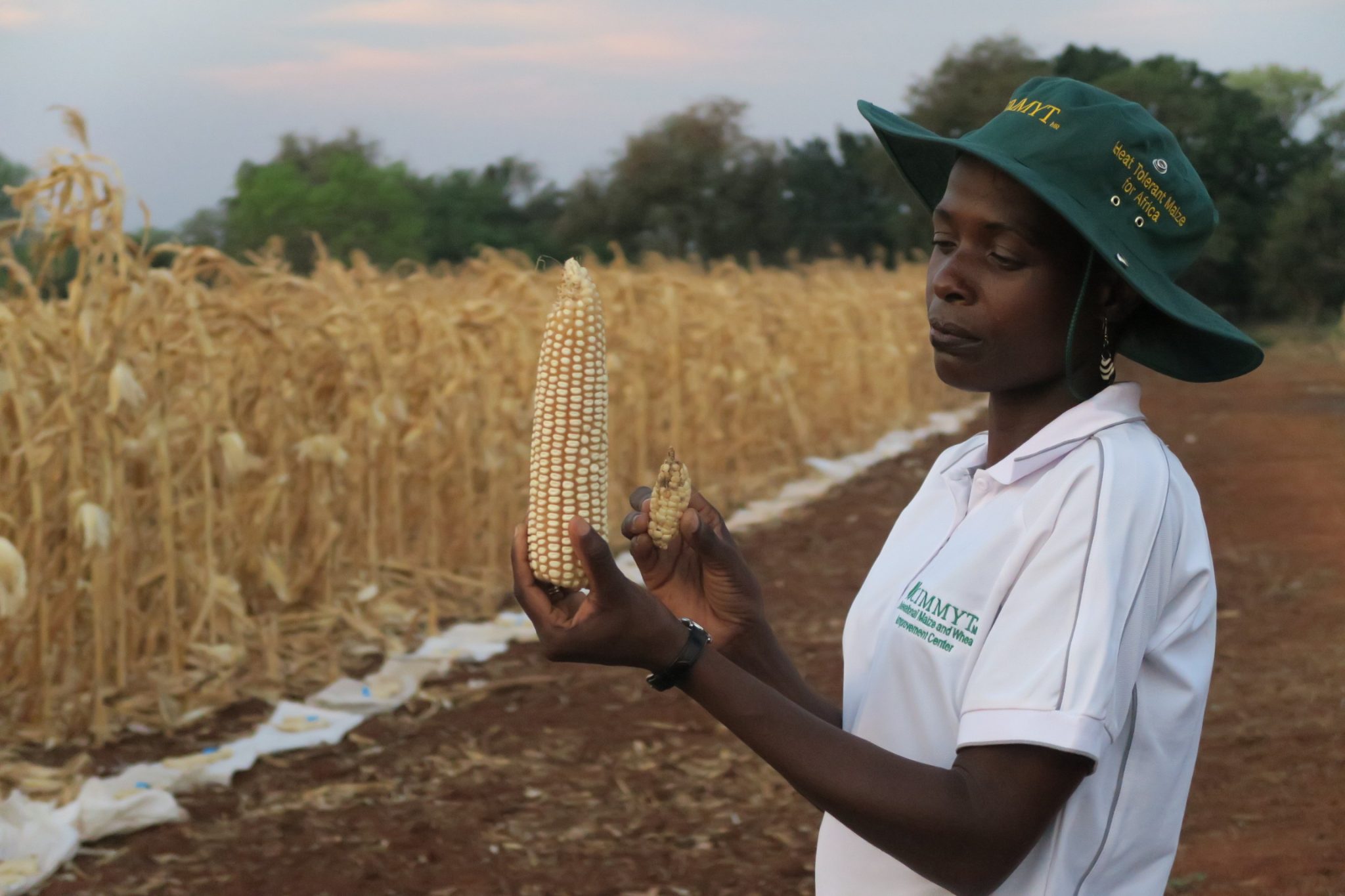 Cereal Systems Initiative for South Asia (CSISA) – CIMMYT Cereal Systems Initiative for South Asia (CSISA) – CIMMYT
