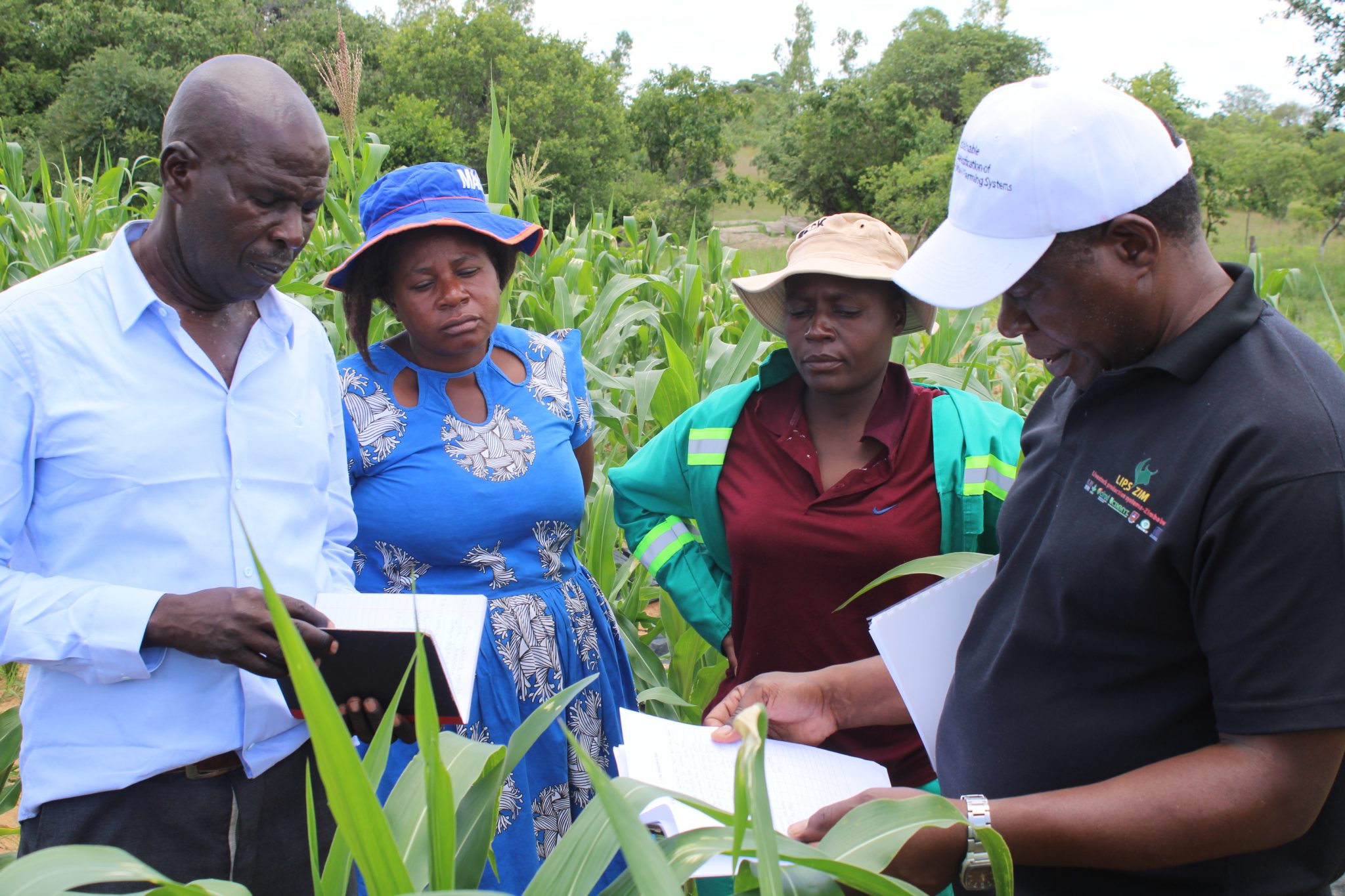 Livestock Production Systems in Zimbabwe (LIPS-Zim) – CIMMYT