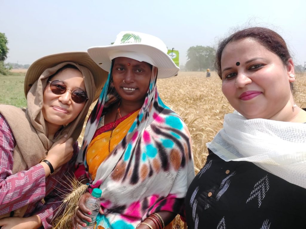 Maize research – CIMMYT Maize research – CIMMYT