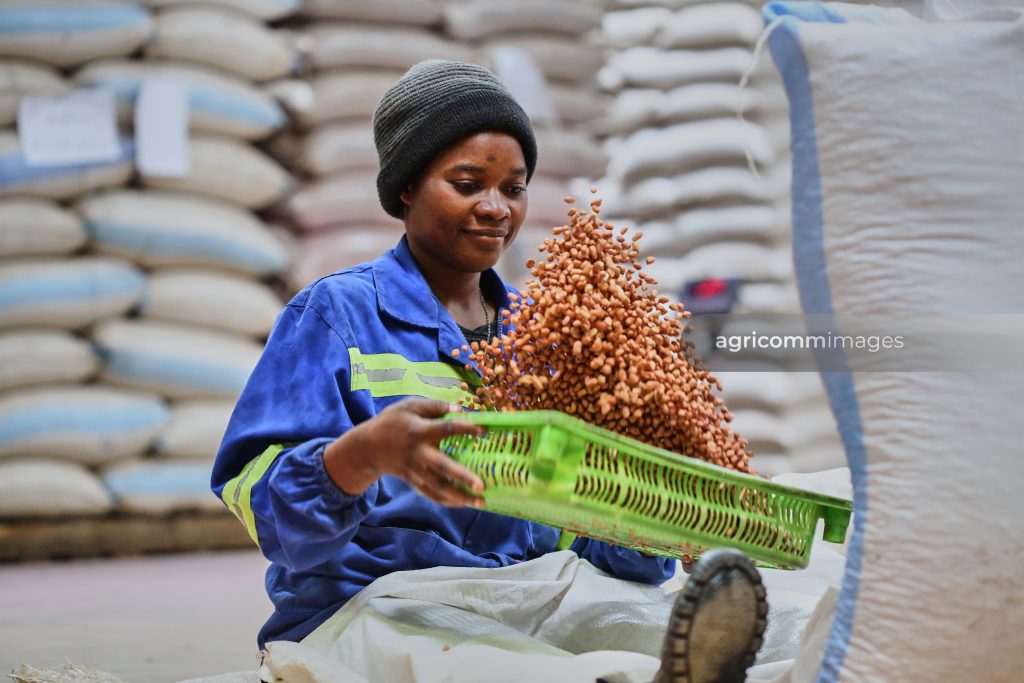 A seed systems success story – CIMMYT