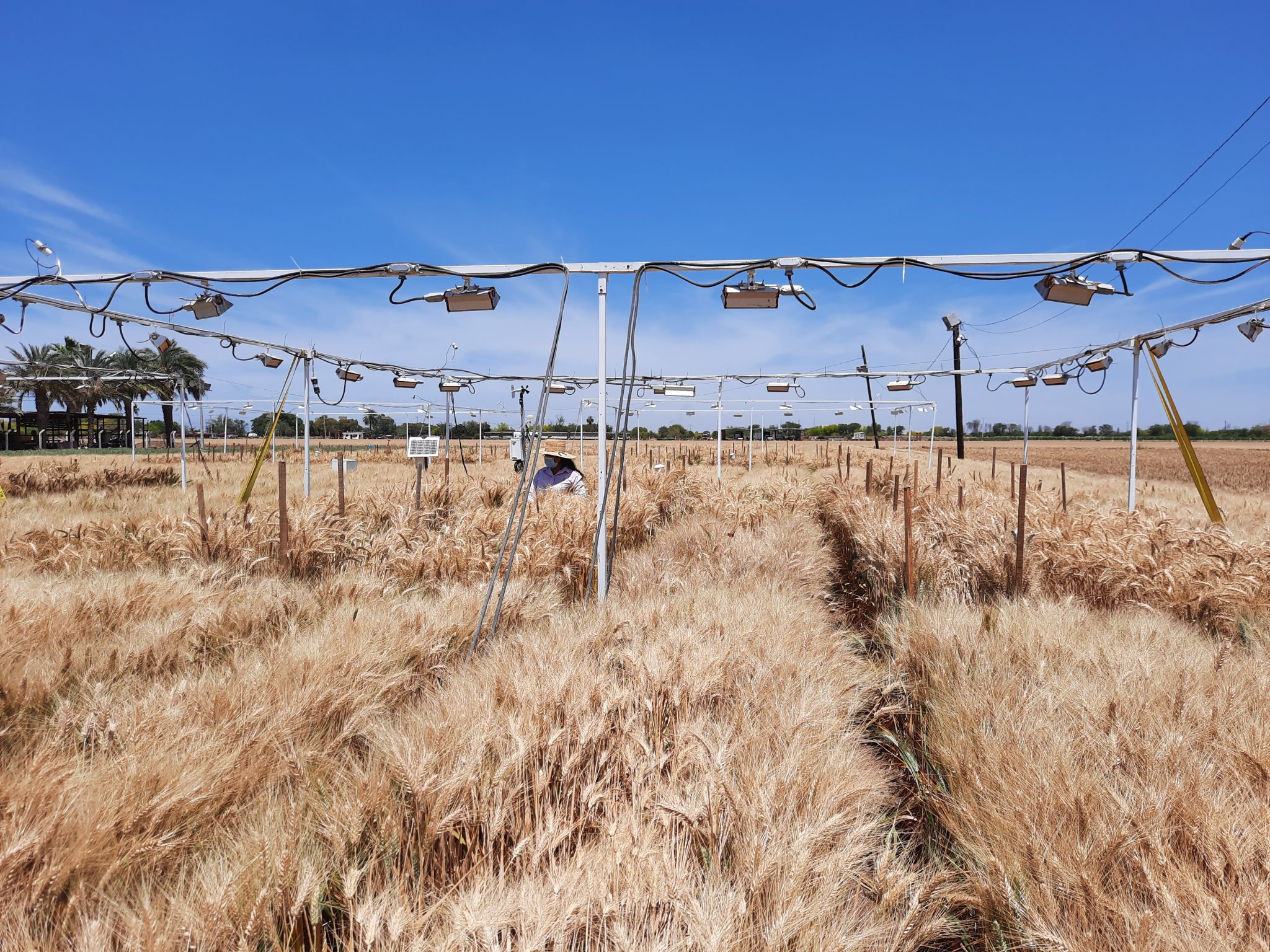 wheat breeding – CIMMYT