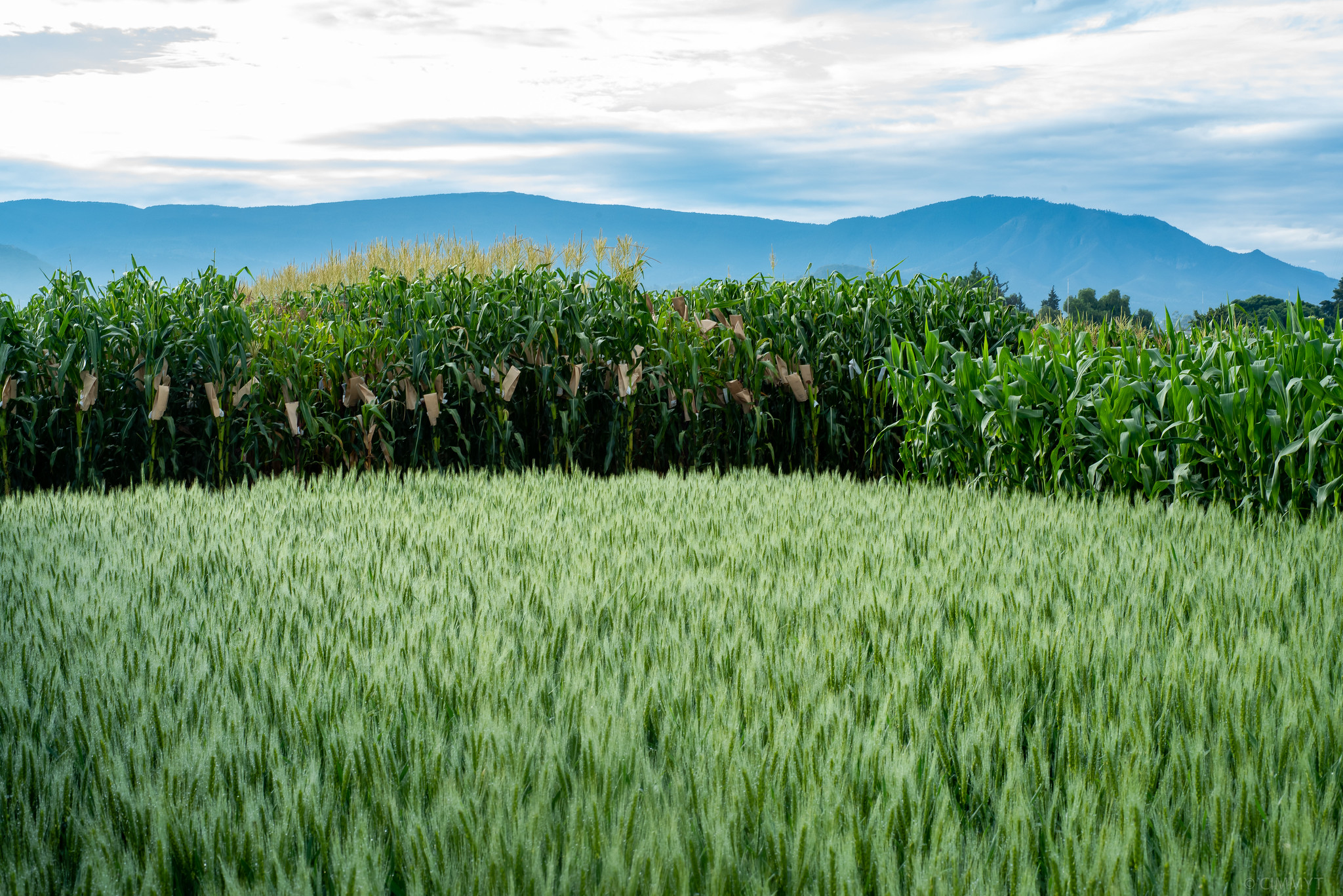 CIMMYT at the Group of 20 – CIMMYT