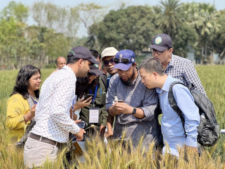 CIMMYT and BWMRI host international training program on surveillance and management strategies ...