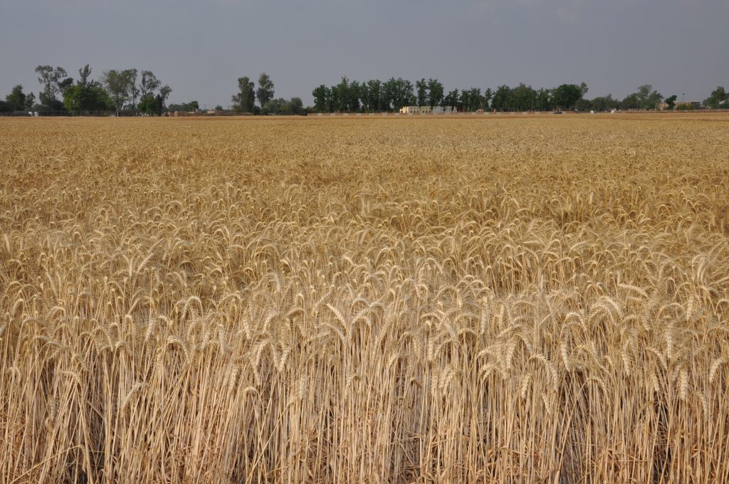Bread wheat breeding – CIMMYT