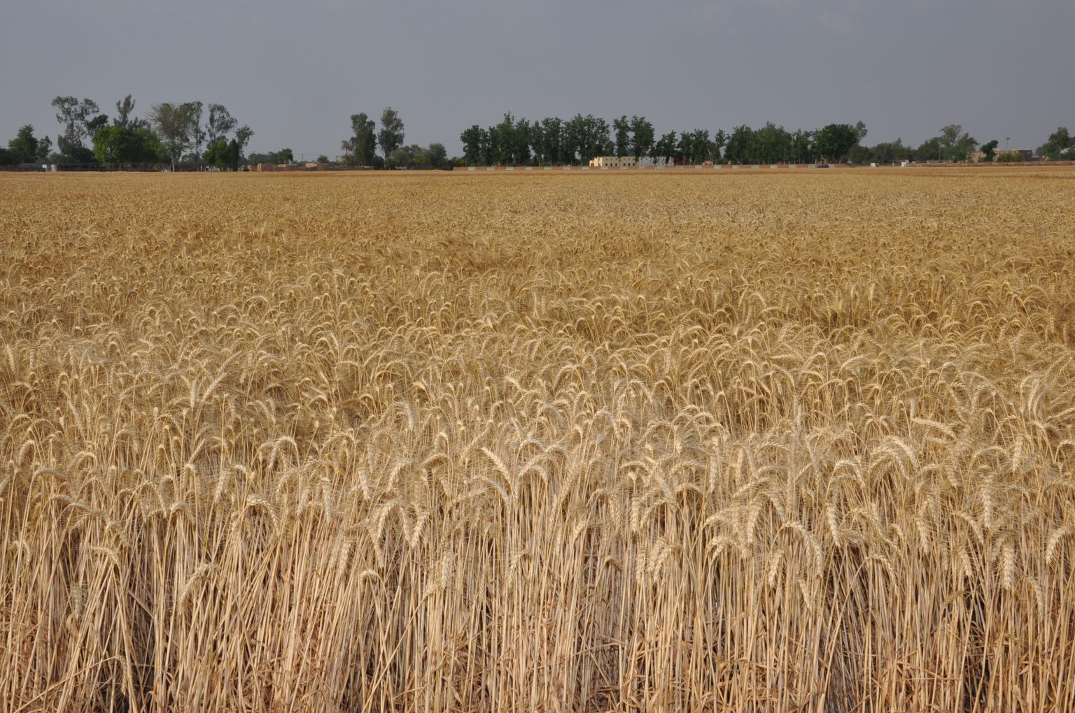wheat breeding – CIMMYT