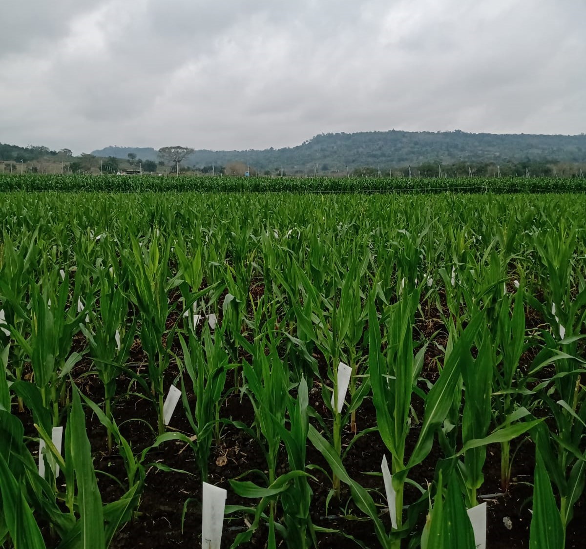 Preventing nitrogen loss in maize – CIMMYT