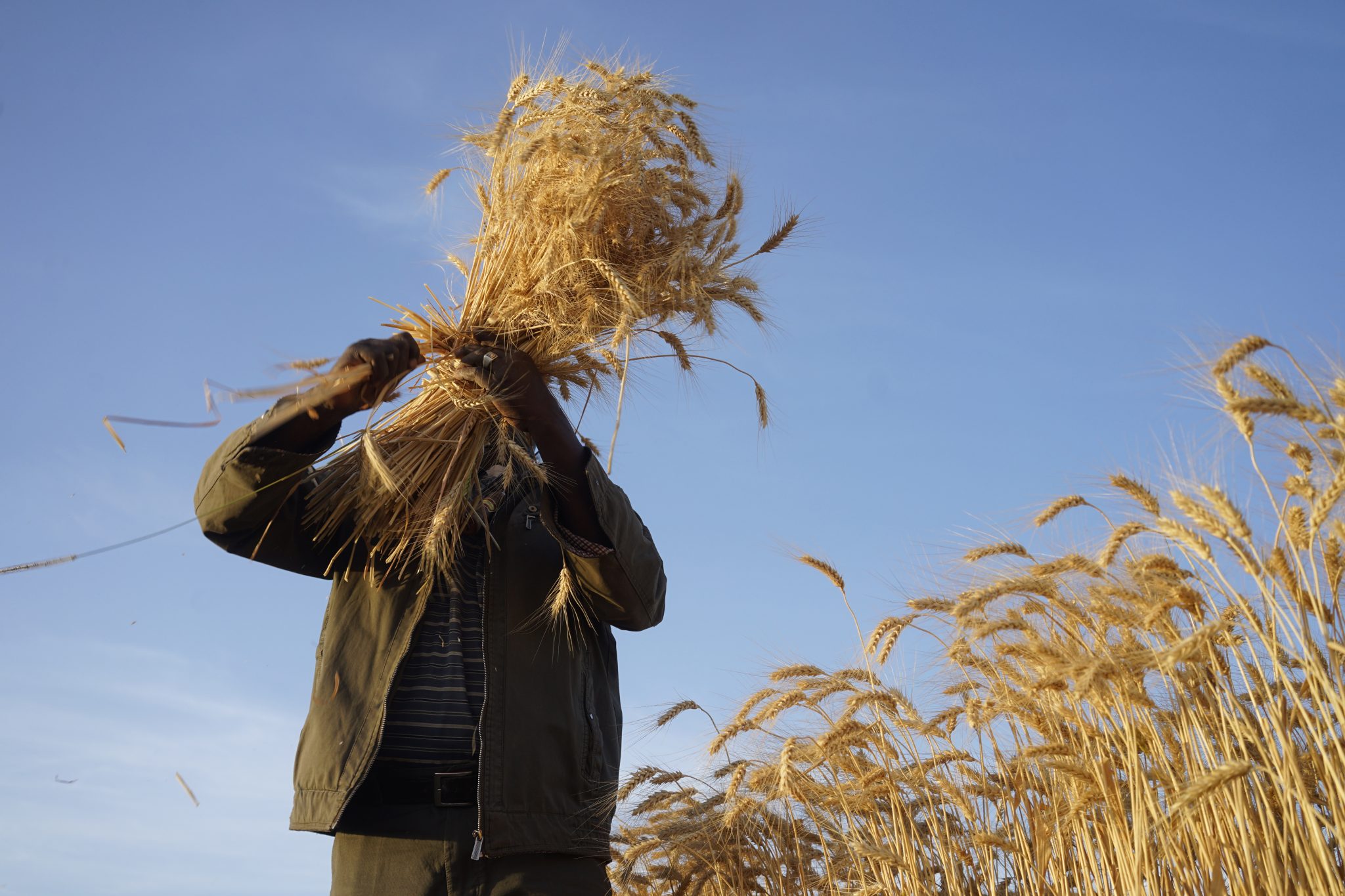 Millets: Climate-resilient crops for food and nutrition security ...