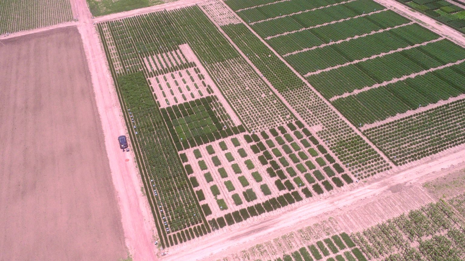 Harnessing new high-resolution satellite imagery to plant breeding – CIMMYT