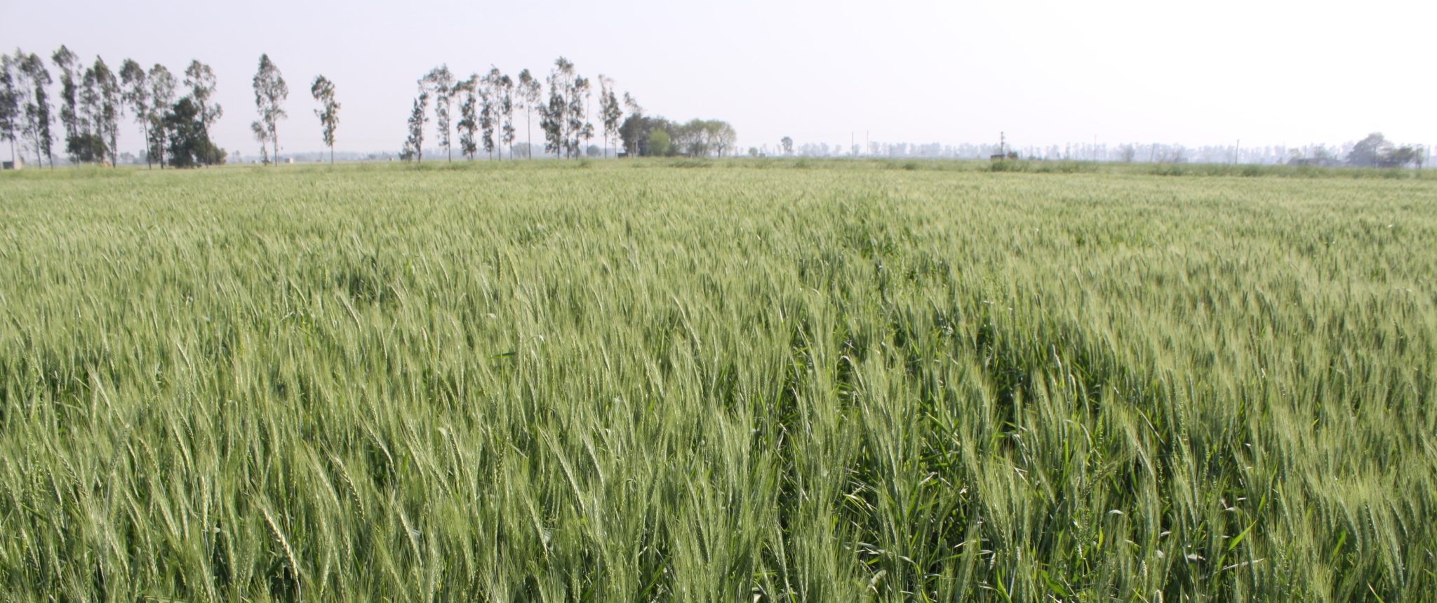 Cereal Systems Initiative for South Asia (CSISA) – CIMMYT